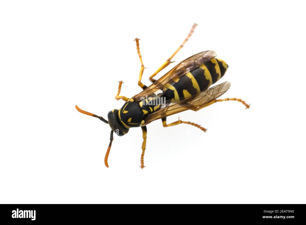 Wespe, Vespula, germanica Stock Photo - Alamy