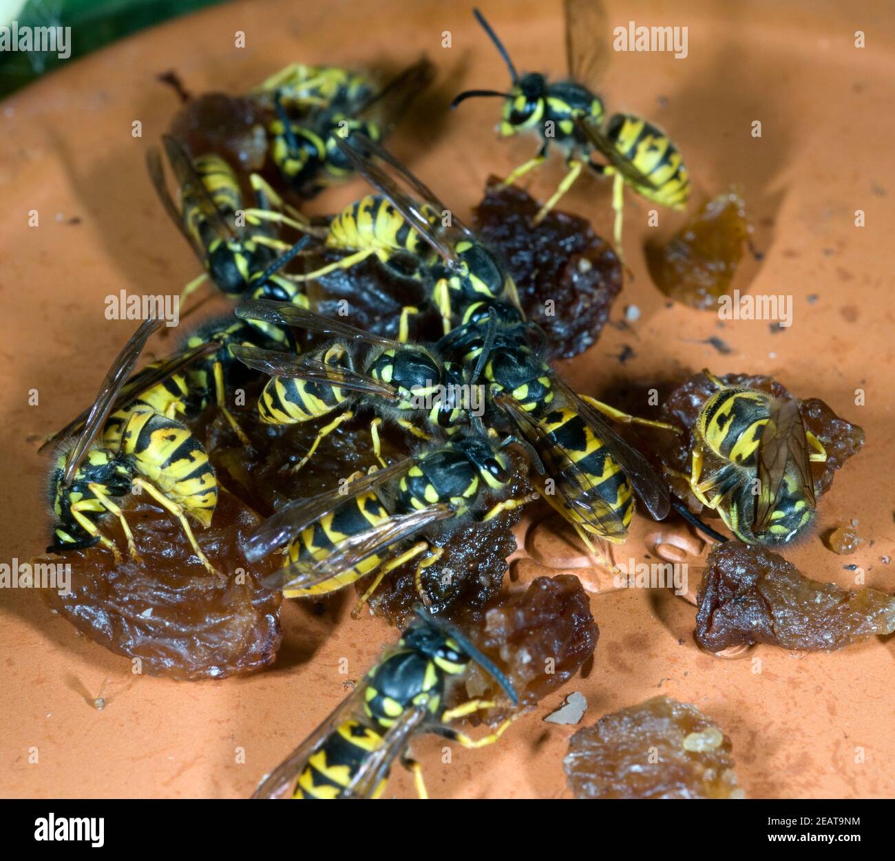 Echte wespen hi-res stock photography and images - Alamy