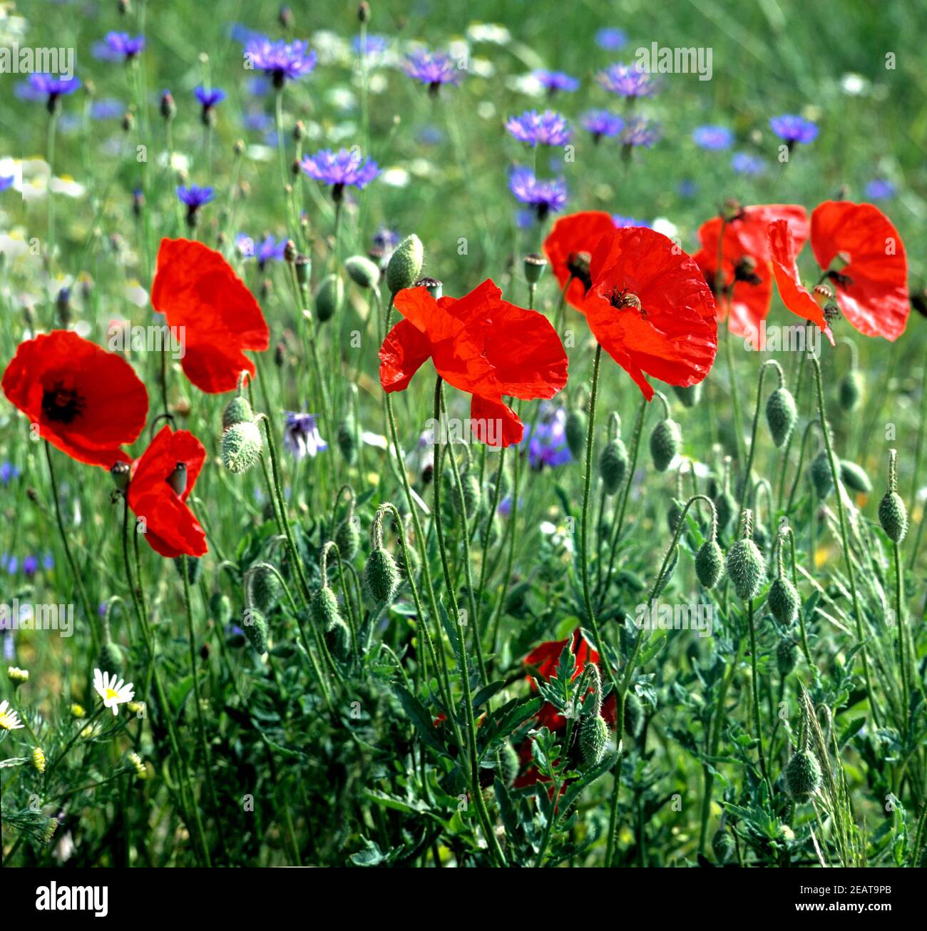 Klatschmohnblueten hi-res stock photography and images - Alamy
