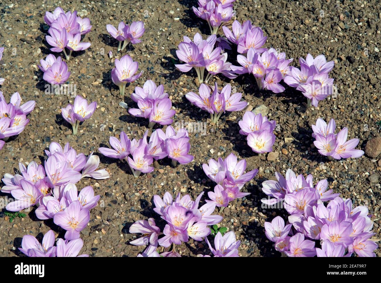Colchicum bornmuelleri hi-res stock photography and images - Alamy