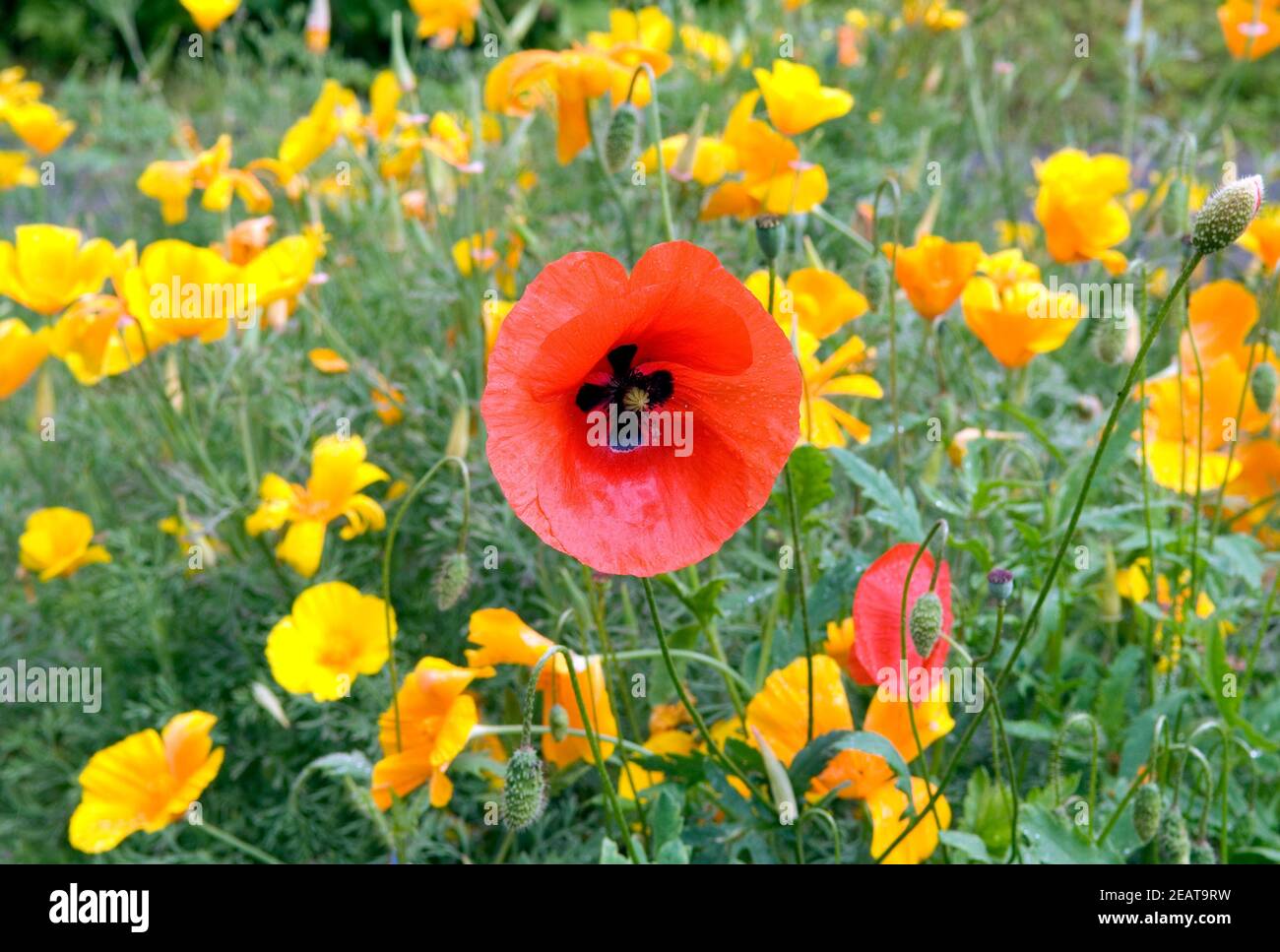 Kappen mohn hi-res stock photography and images - Alamy