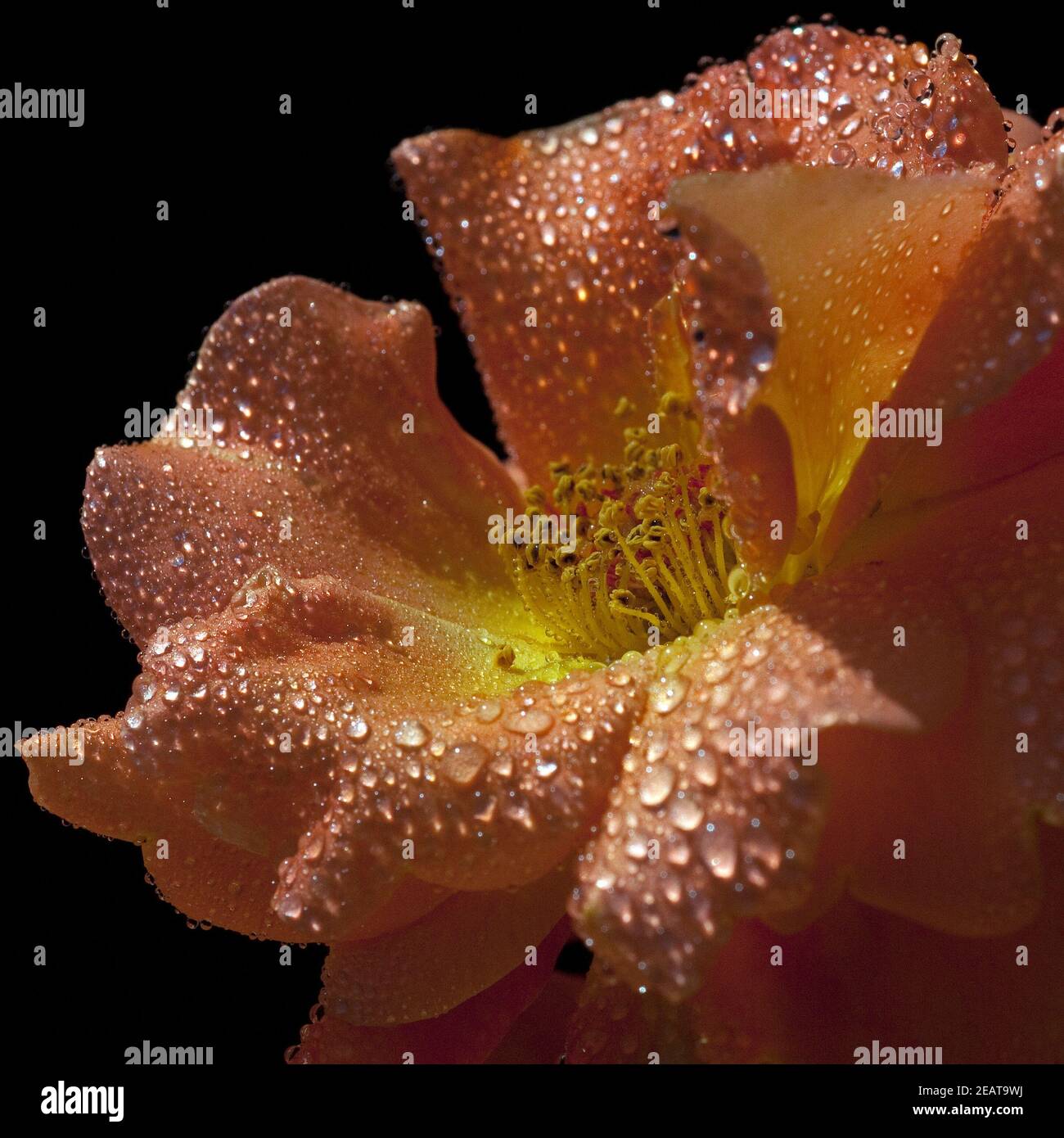 Westerland, Strauchrose, Gartenblume, rose Stock Photo - Alamy