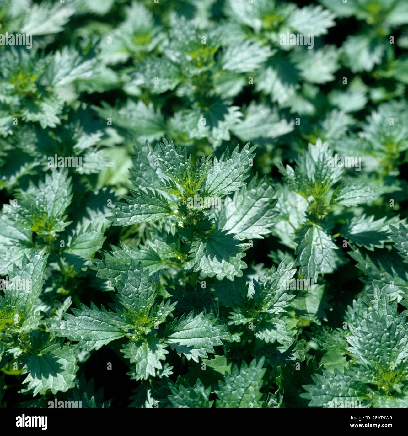 Brennnessel hi-res stock photography and images - Alamy