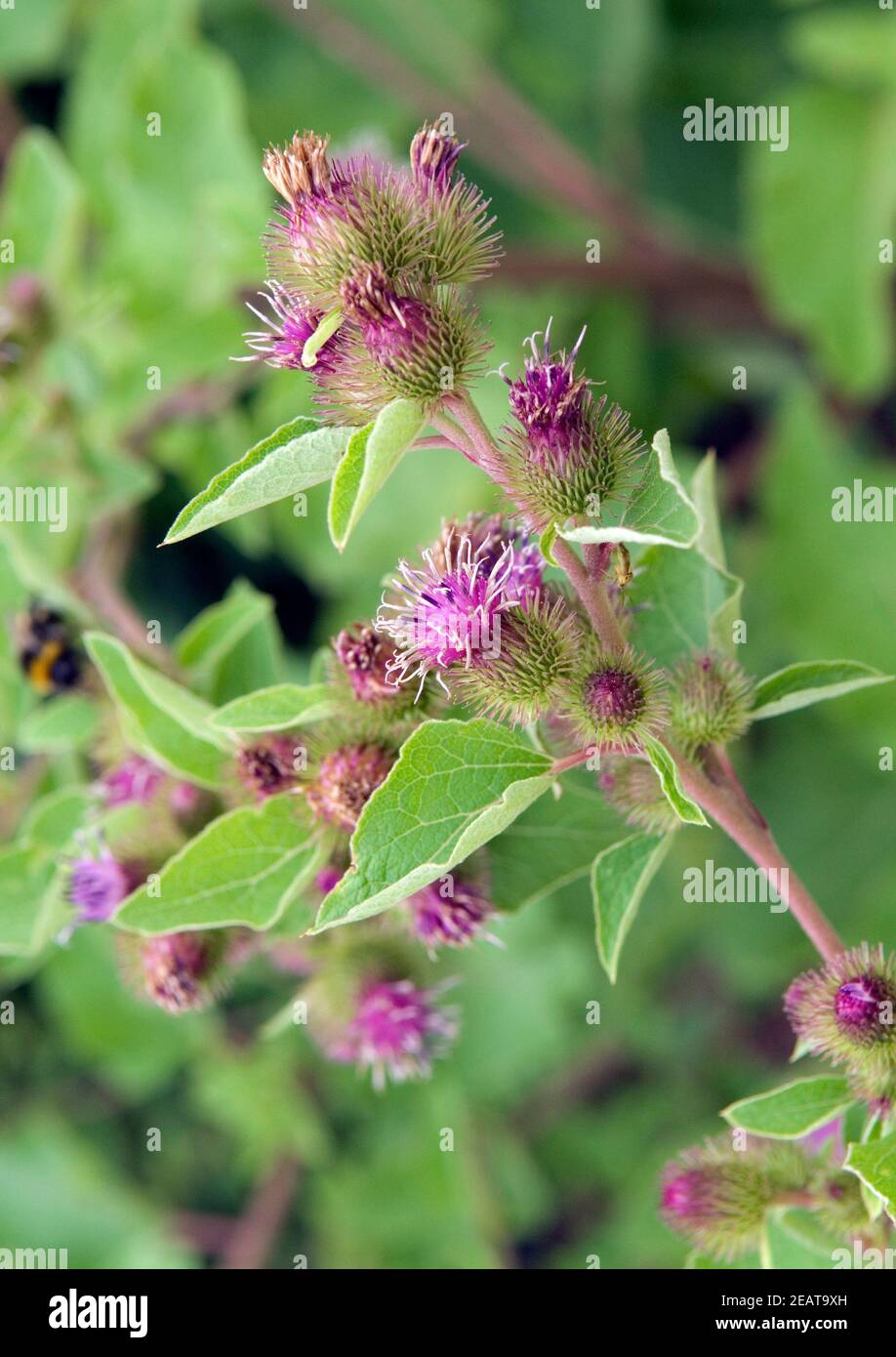 Kleine kletten hi-res stock photography and images - Alamy