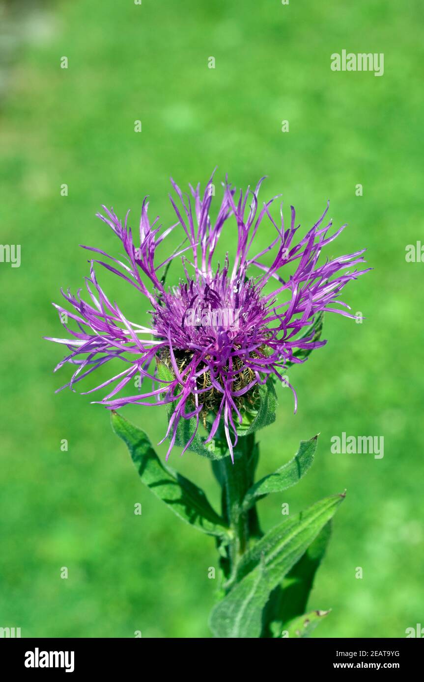 Bunte wiesen hi-res stock photography and images - Alamy