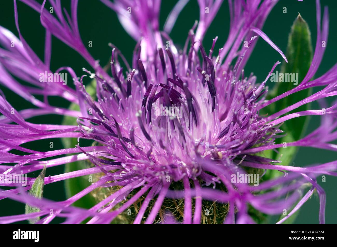 Bunte wiesen hi-res stock photography and images - Alamy