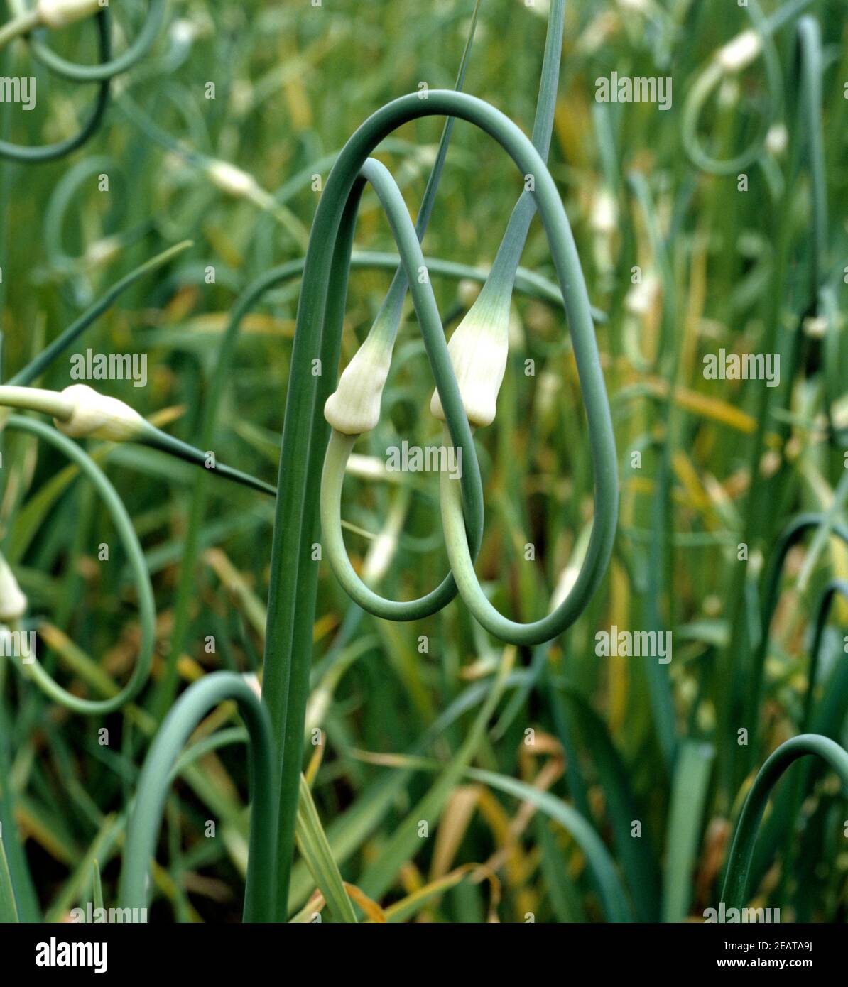 Knoblauchbluete hi-res stock photography and images - Alamy