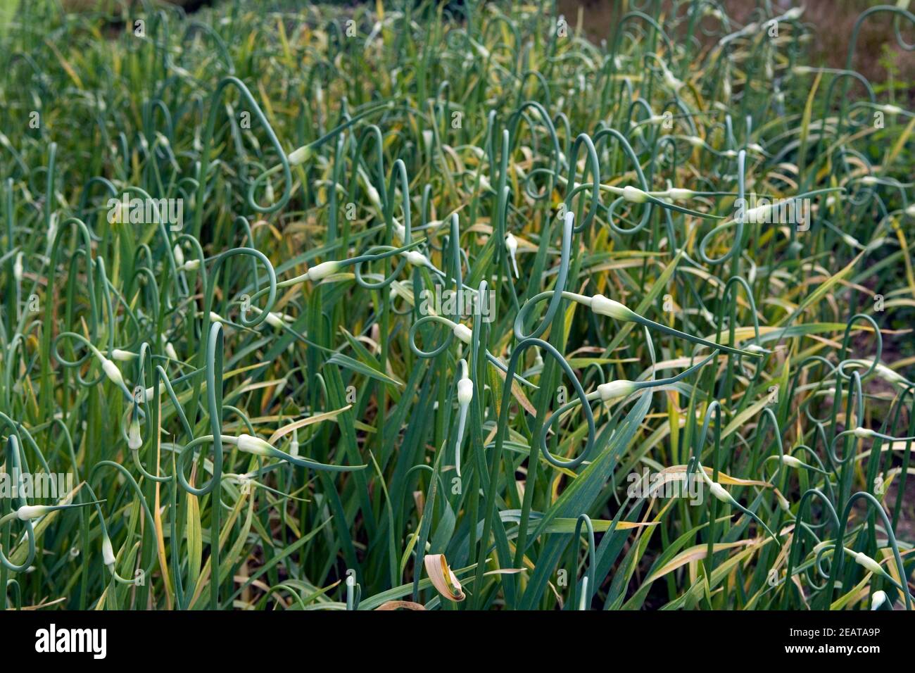 Knoblauchbluete hi-res stock photography and images - Alamy