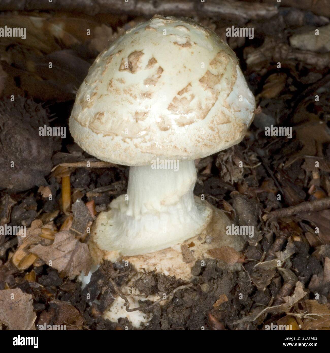 Giftpilz hi-res stock photography and images - Alamy