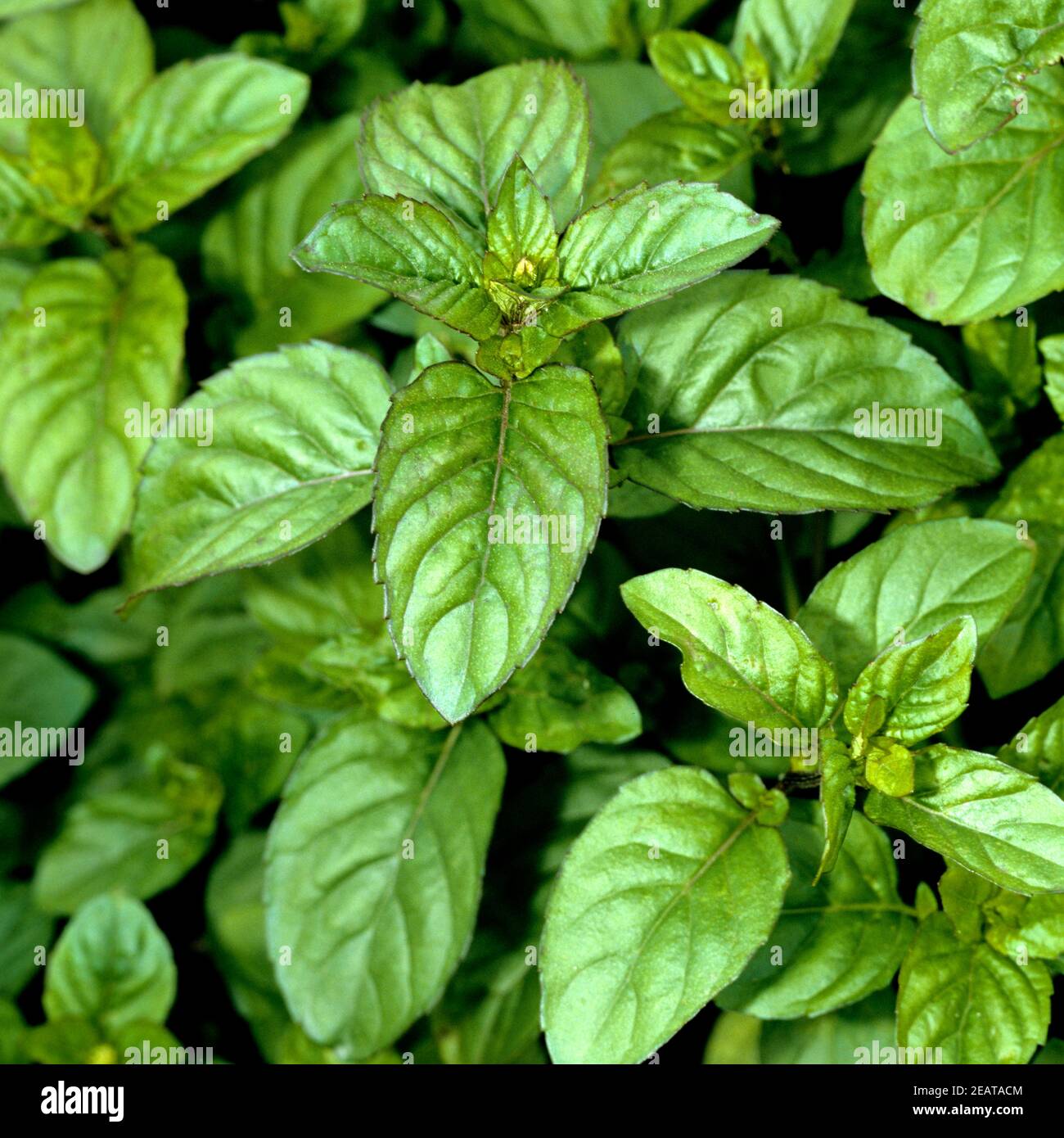 Mentha piperita l hi-res stock photography and images - Alamy