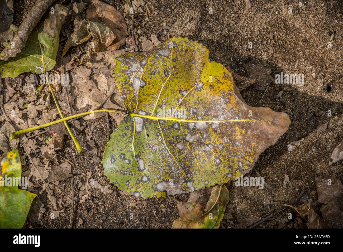A colorful mottled autumn leaf fallen on the ground in the woodlands ...