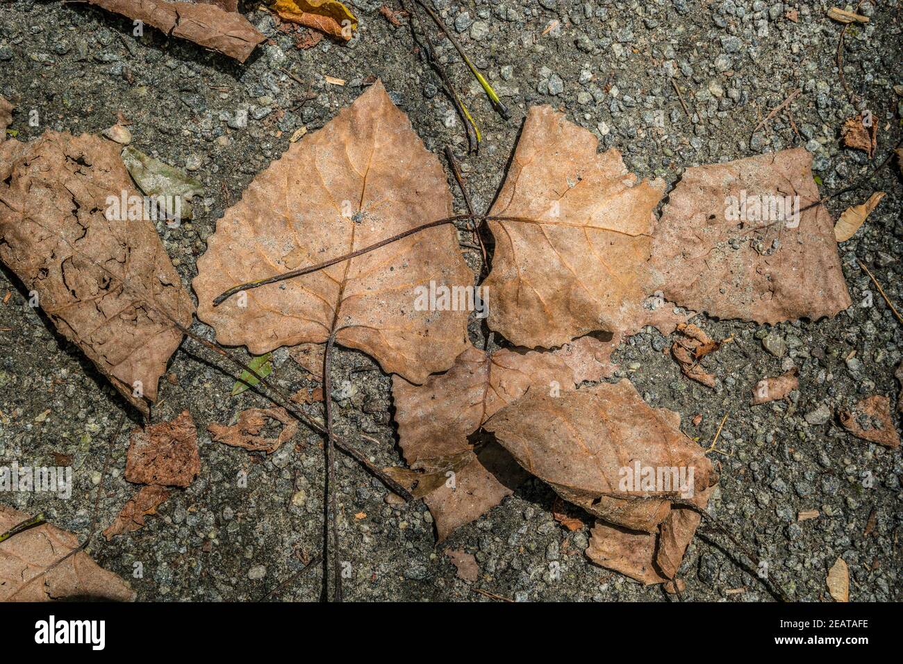 Fallen brown leaves on the ground crushed and covered with gritty sand ...