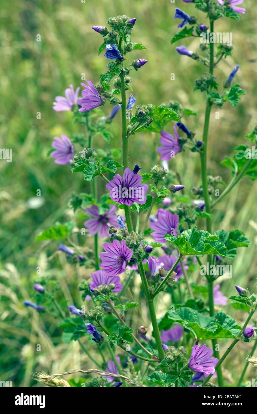 Wilde Malve, Malva sylvestris Stock Photo - Alamy