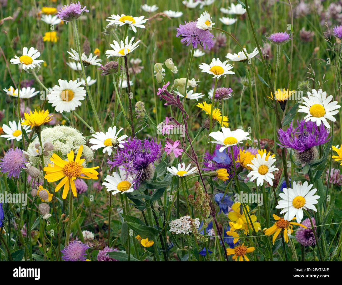 Wildblumen landschaft hi-res stock photography and images - Alamy