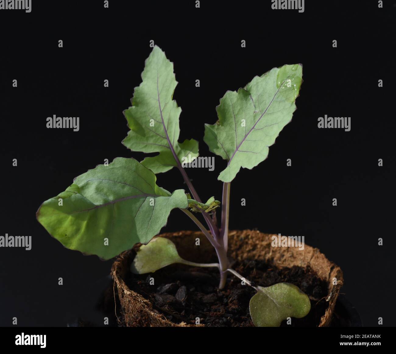 Brassica oleracea gongylodes hi-res stock photography and images - Alamy