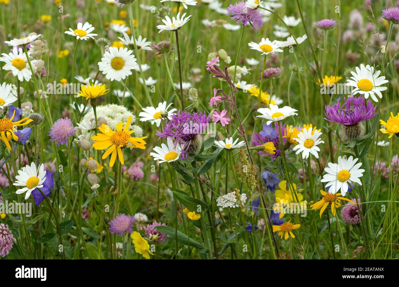 Bunte wiese landschaft hi-res stock photography and images - Alamy