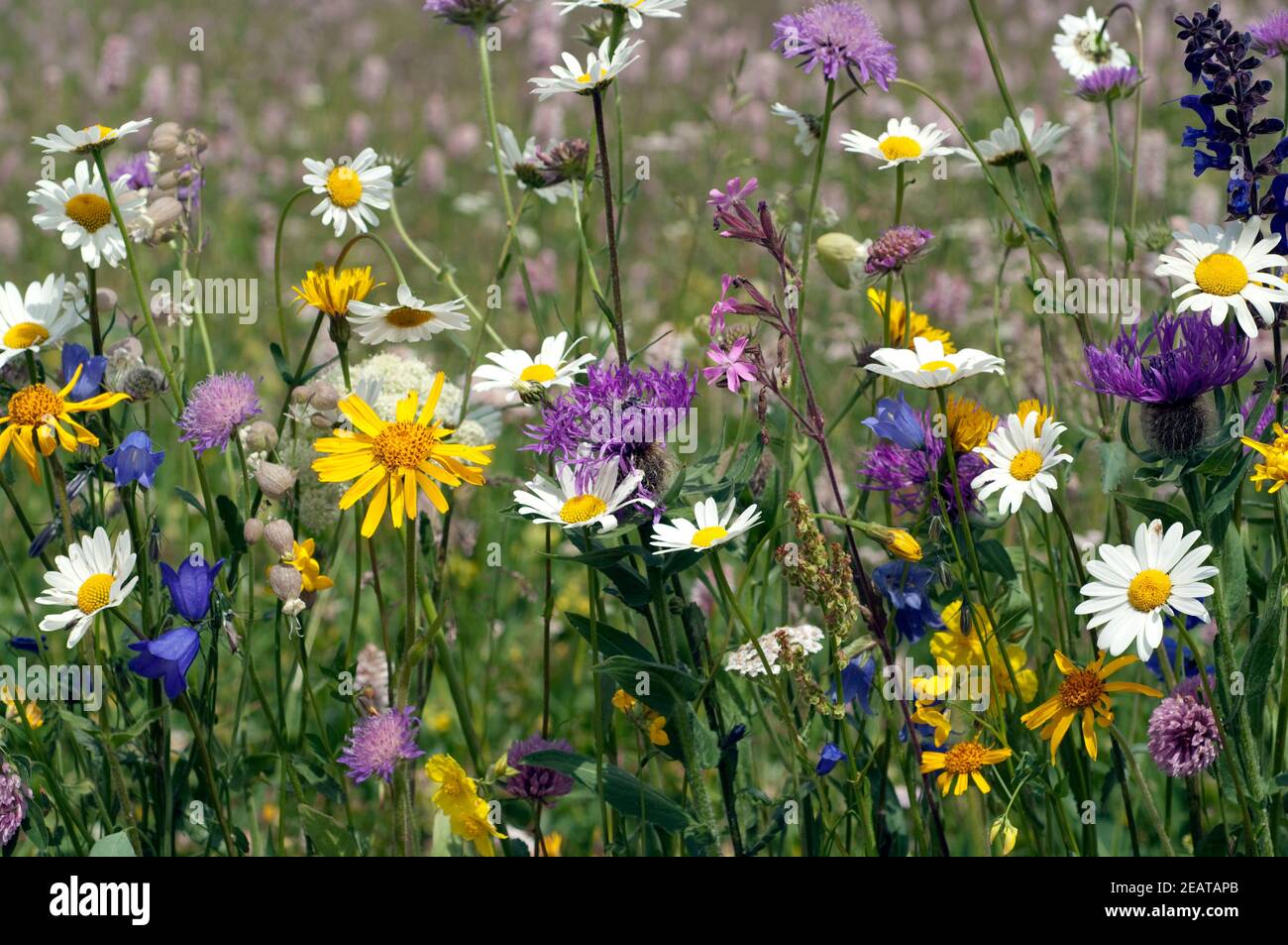 Wildblumen landschaft hi-res stock photography and images - Alamy
