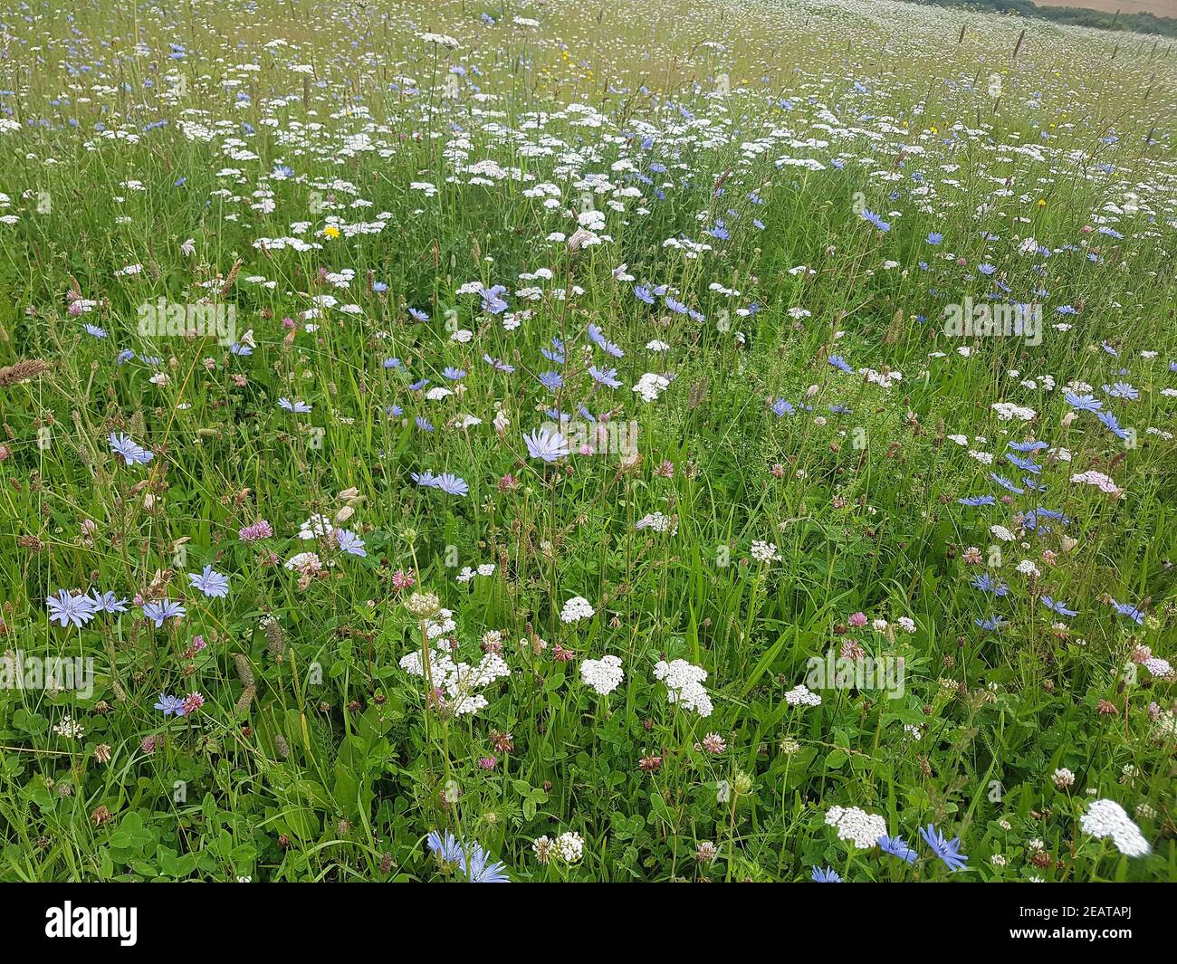 Wildblumenwiese hi-res stock photography and images - Alamy