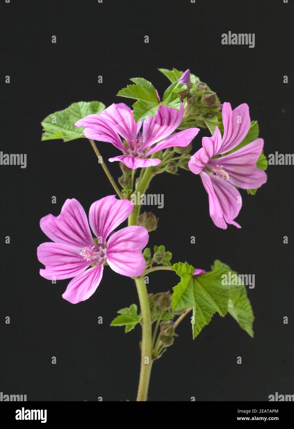 Malve hi-res stock photography and images - Alamy