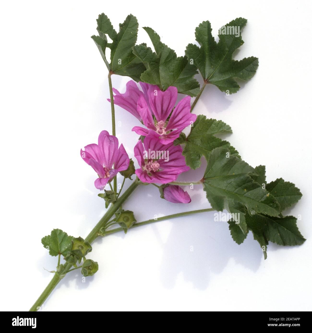 Malva sylvestris malva sylvestris Cut Out Stock Images & Pictures - Alamy