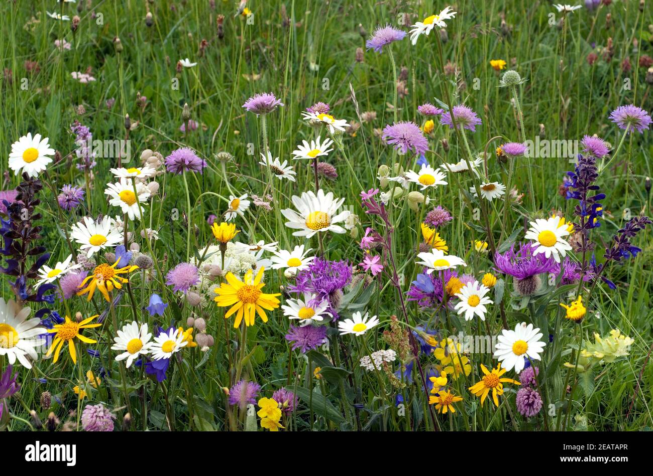 Blumenwiese berge hi-res stock photography and images - Alamy