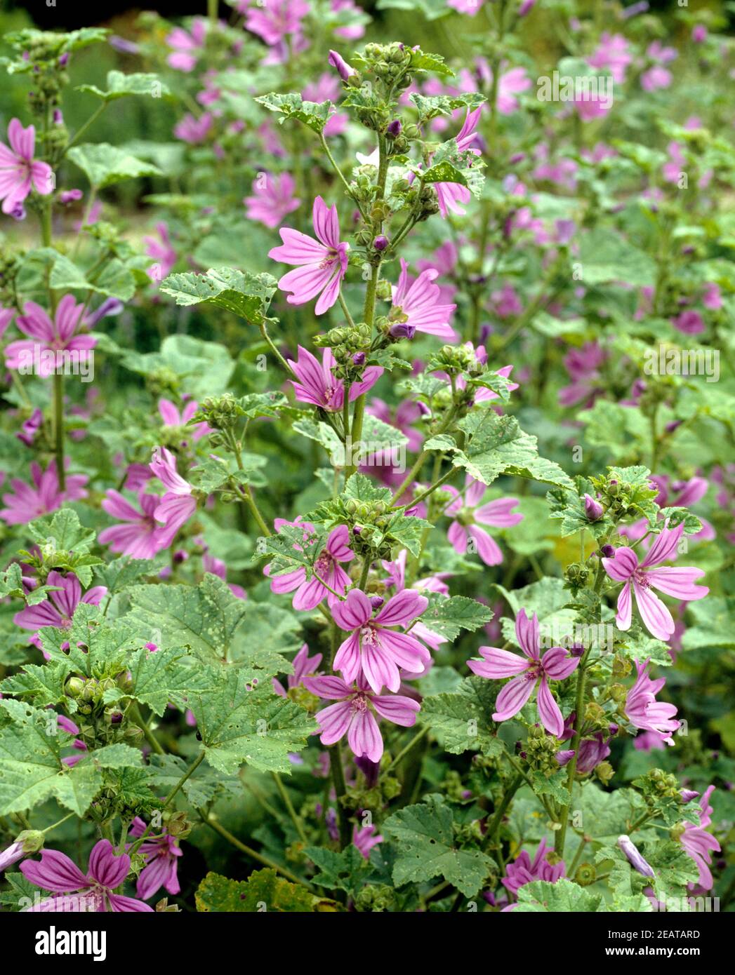 Wilde Malve Malva sylvestris Stock Photo - Alamy