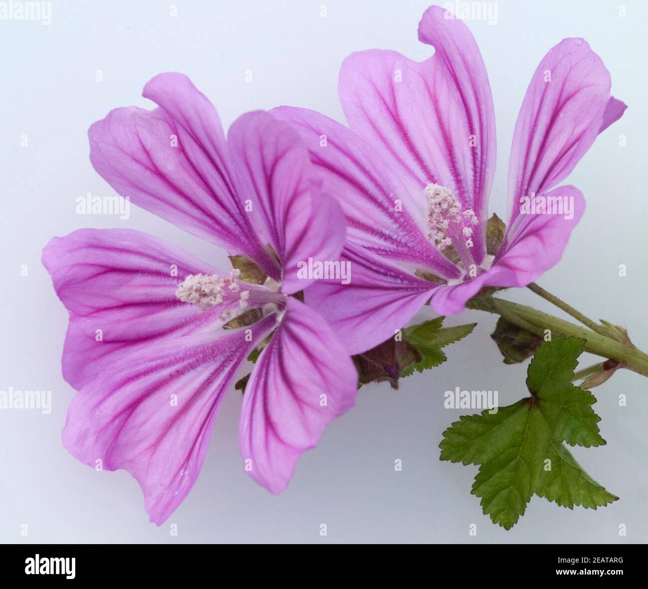 Wilde Malve, Malva sylvestris Stock Photo - Alamy