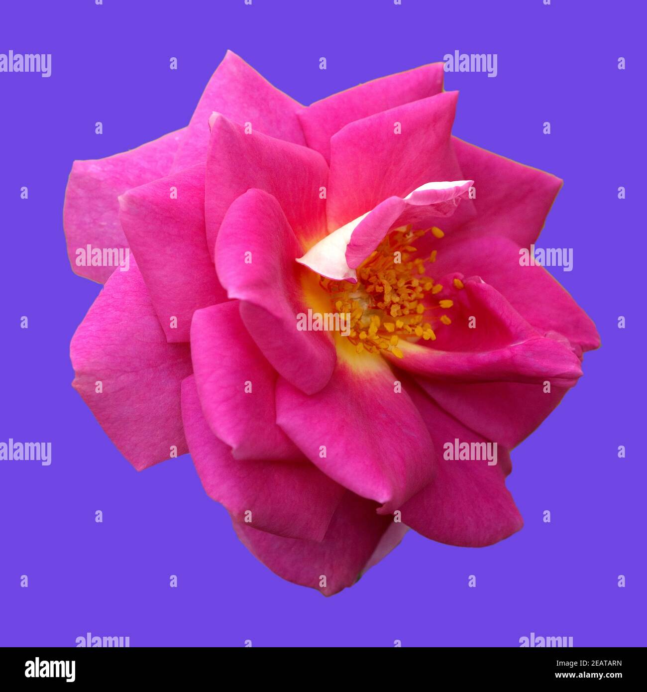 Rankrose hi-res stock photography and images - Alamy