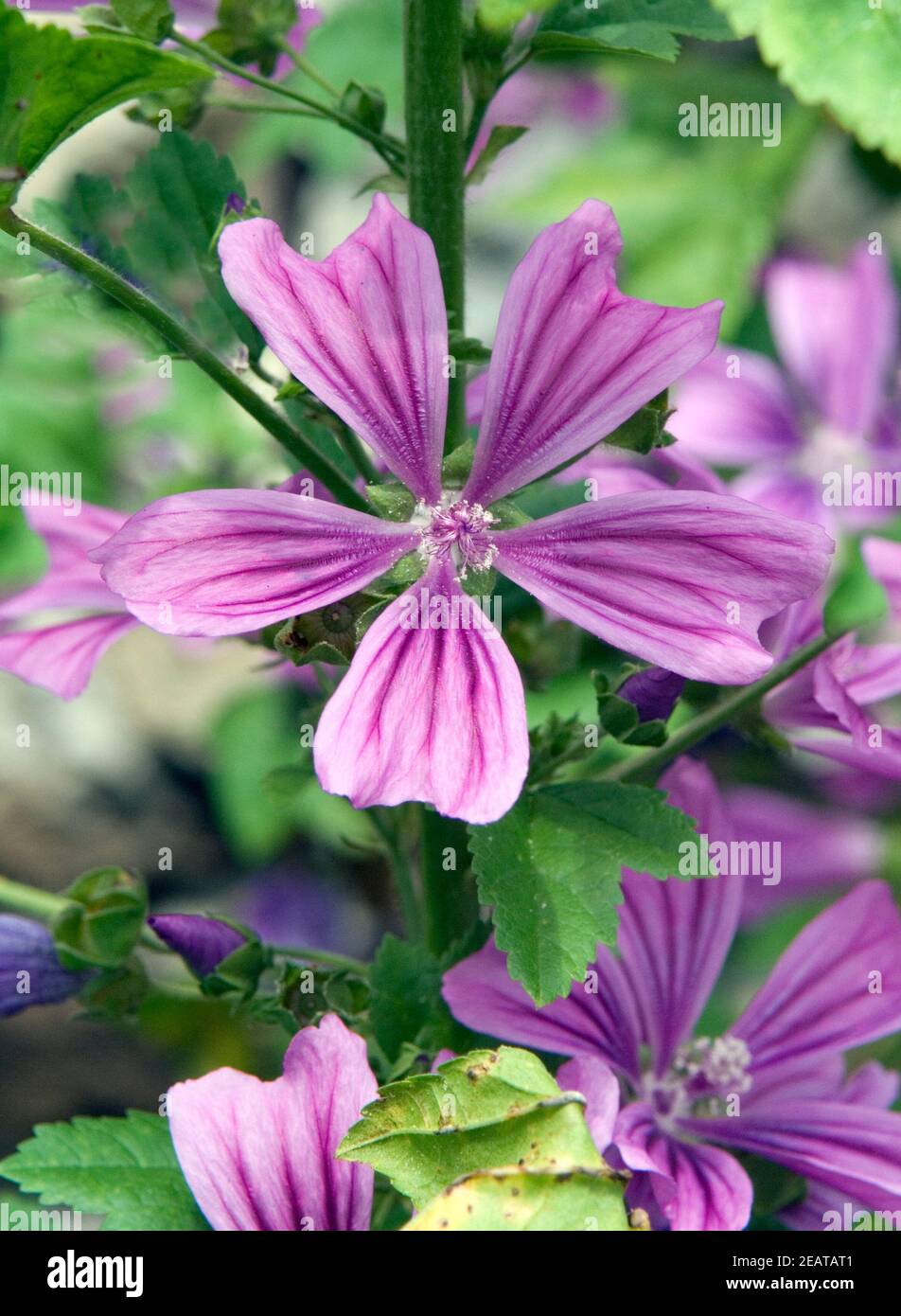Wilde Malve; Malva sylvestris Stock Photo - Alamy