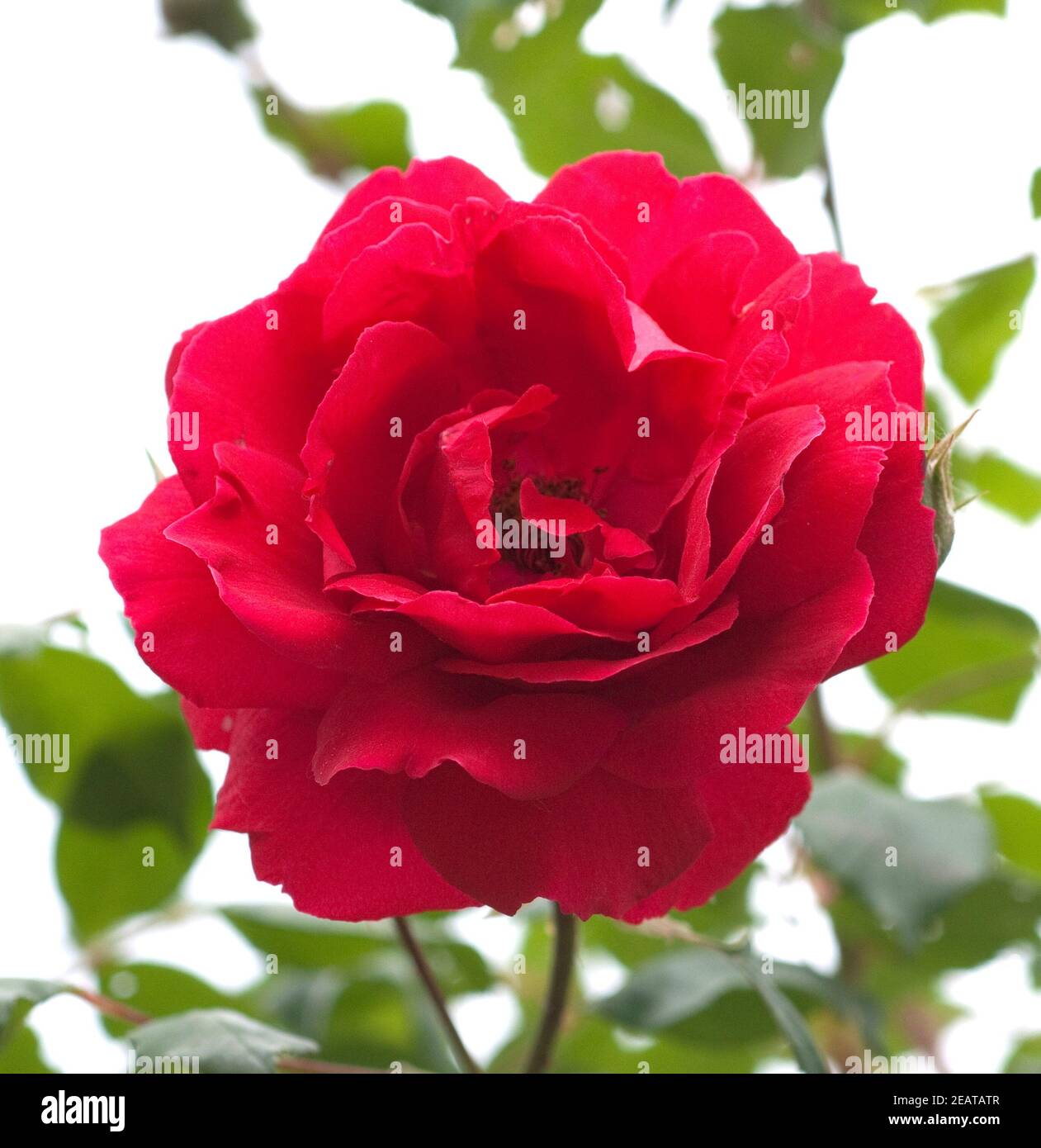 Rankrose hi-res stock photography and images - Alamy