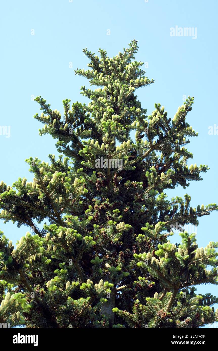 Tanne hi-res stock photography and images - Alamy