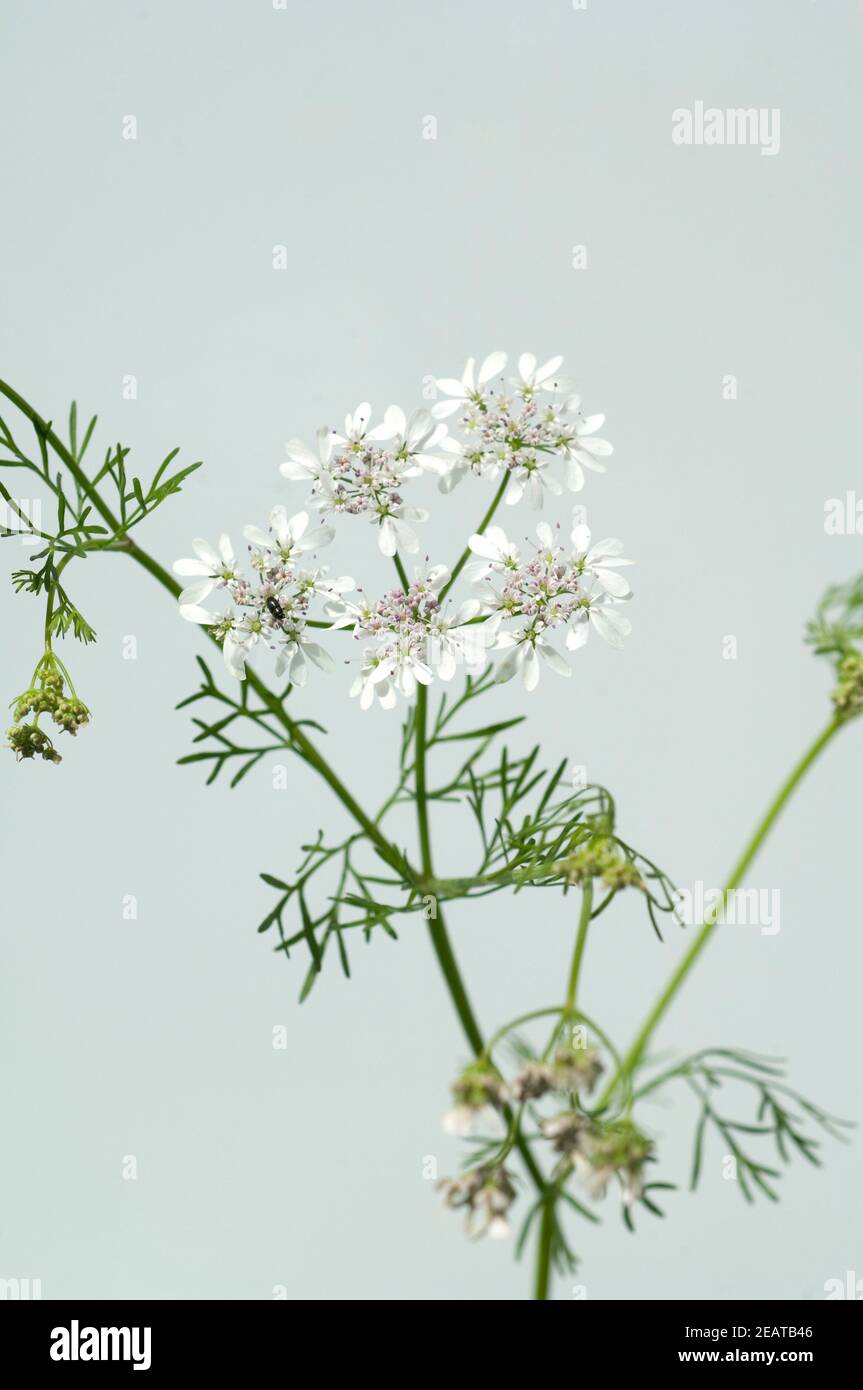 Coriandrum sativum hi-res stock photography and images - Alamy