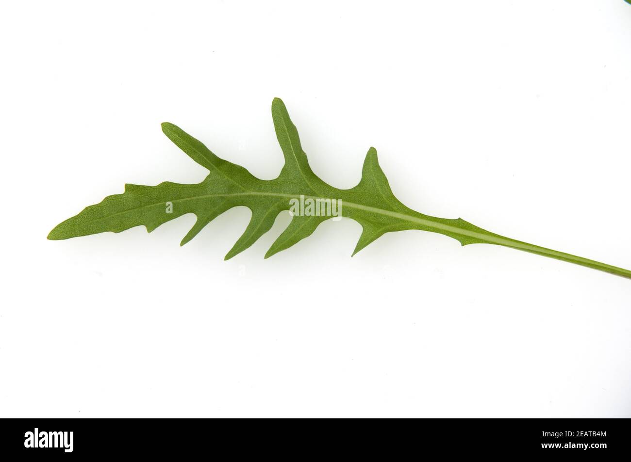 Wilde Rauke; Rucola selvatica Stock Photo - Alamy
