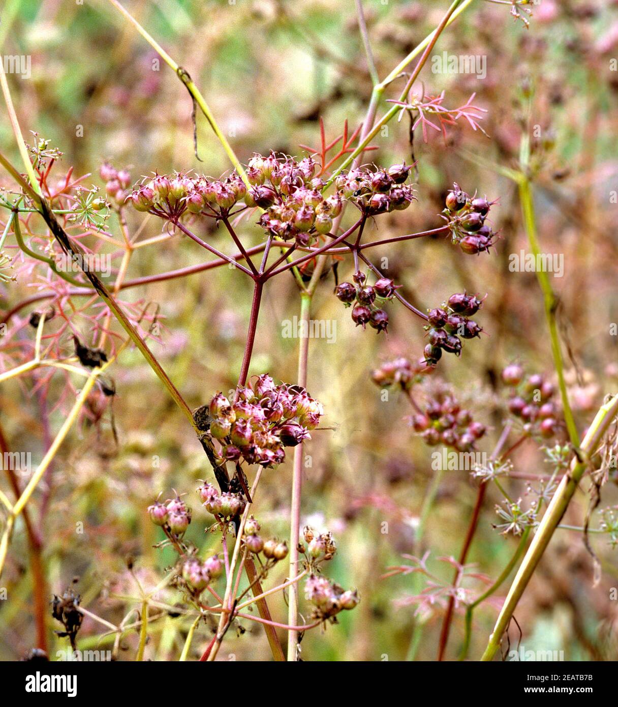 Koriandersamen hi-res stock photography and images - Alamy