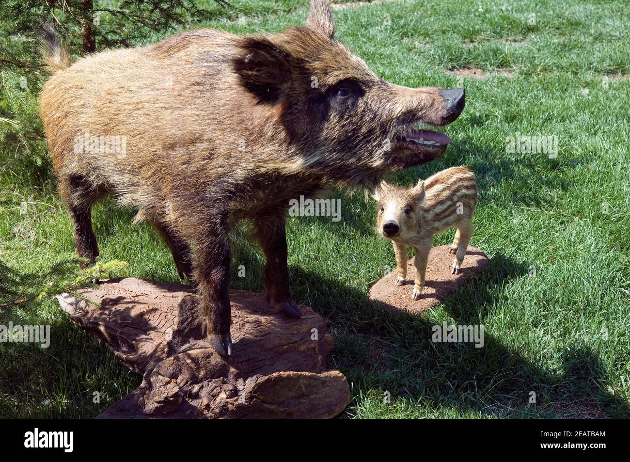 Wildschwein frischling hi-res stock photography and images - Alamy