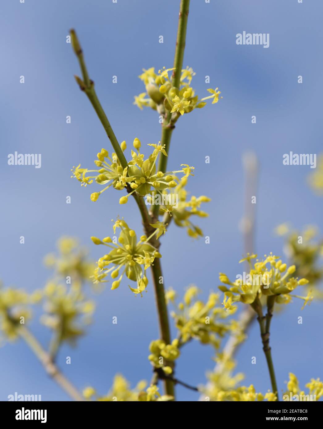 Cornus mas shrub not bloom hi-res stock photography and images - Alamy
