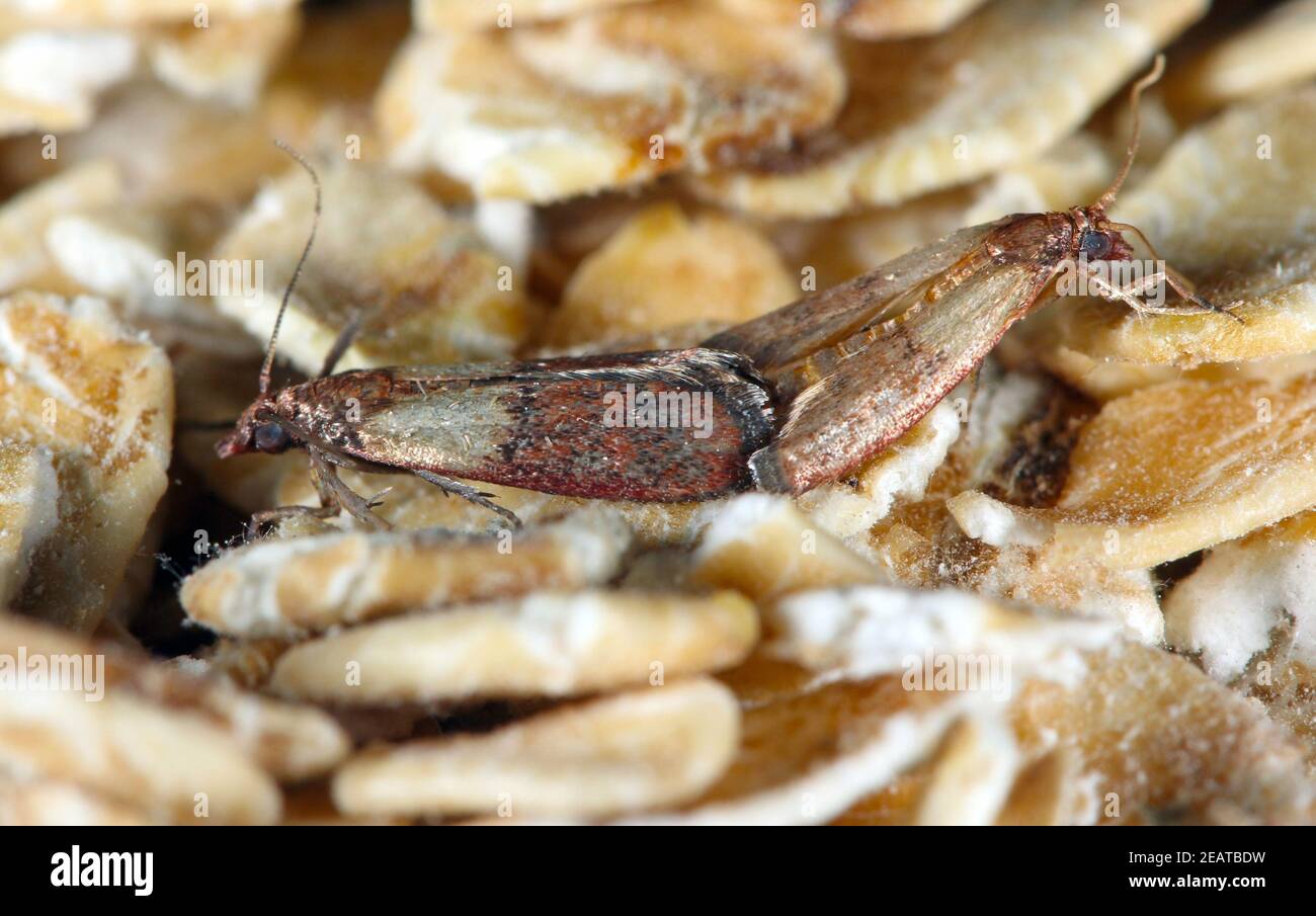 Indian mealmoth or Indianmeal moth Plodia interpunctella of a pyraloid ...