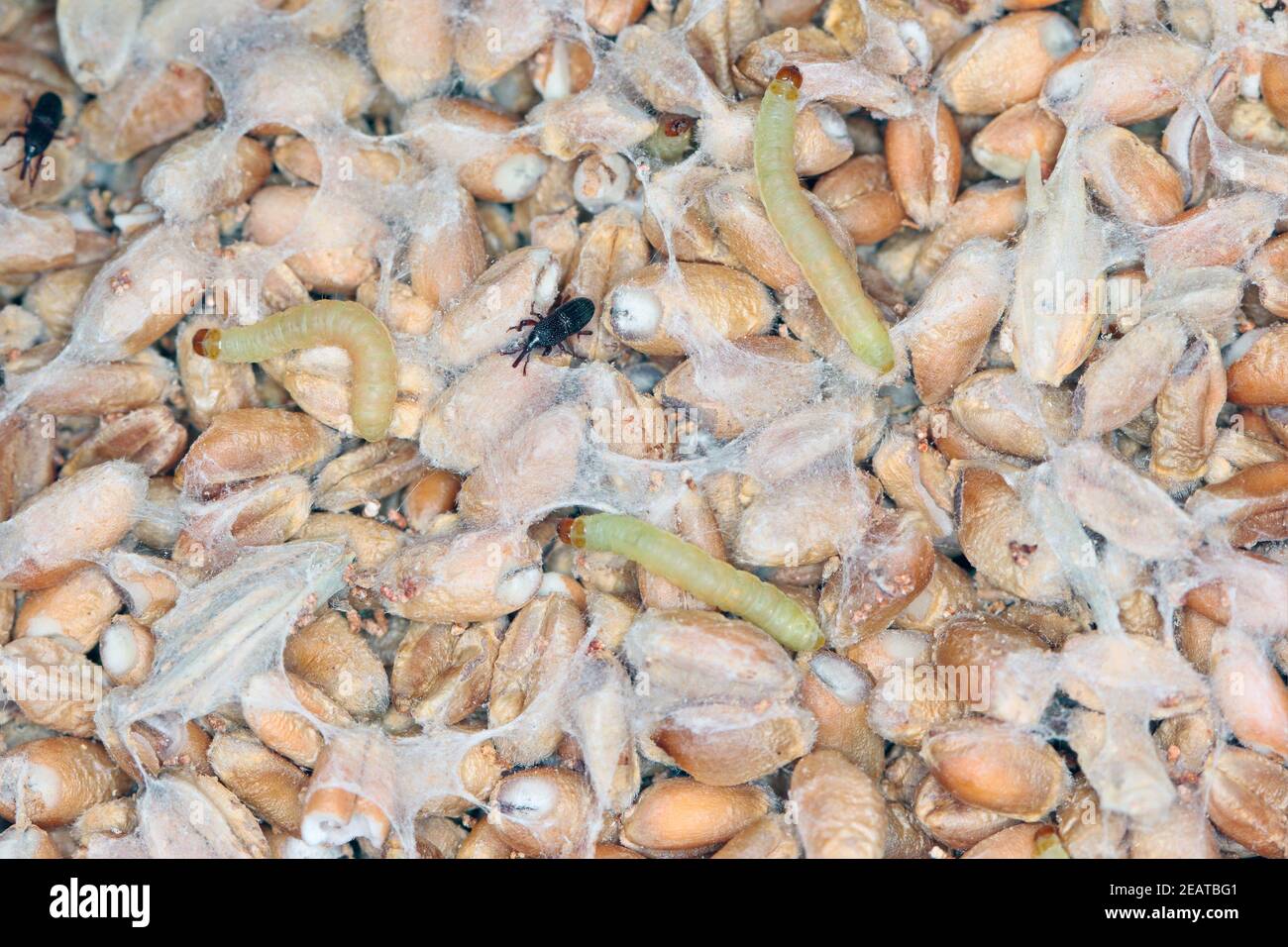 Pyraloid moth hi-res stock photography and images - Alamy