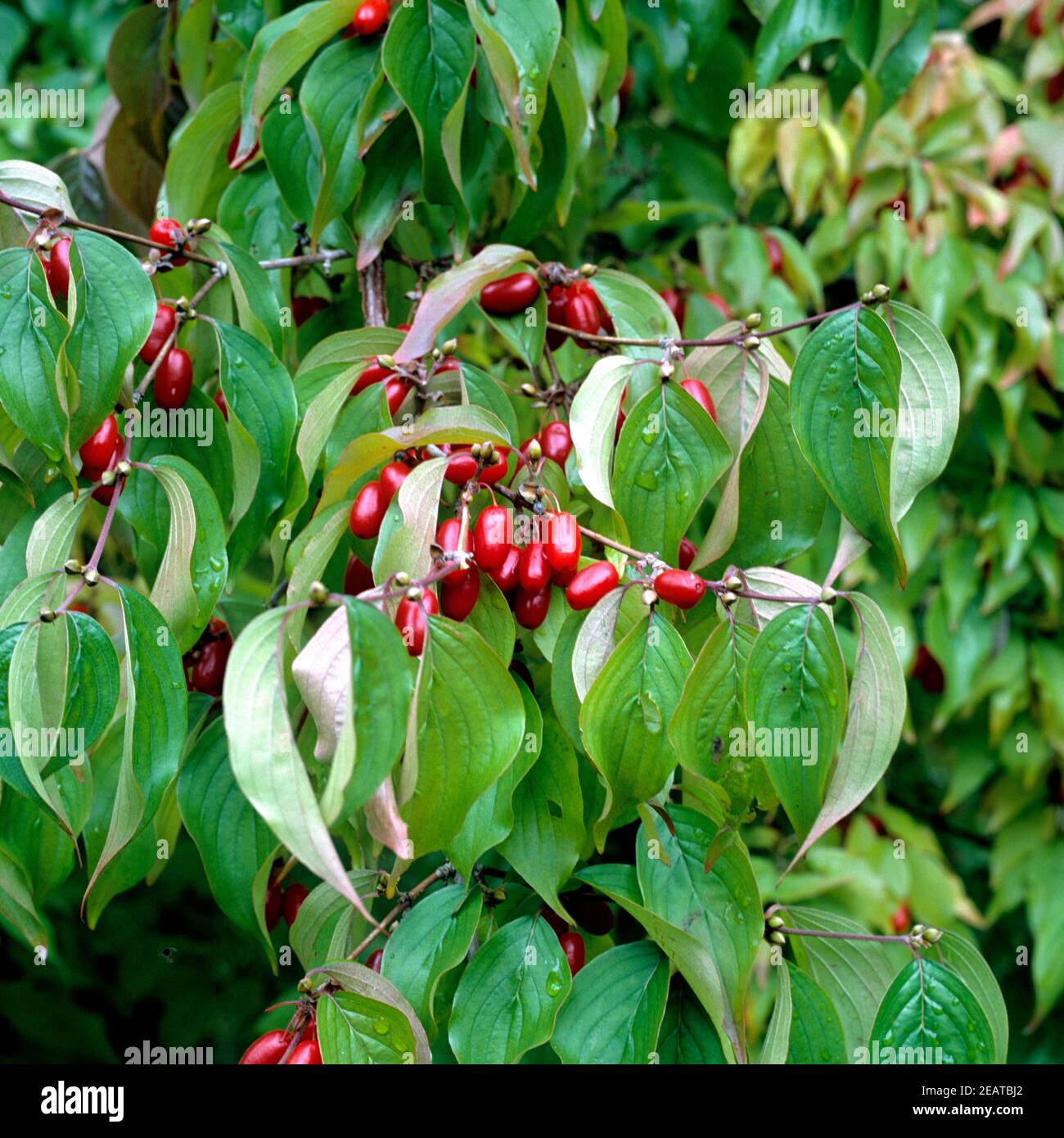 Kornelkirsche, Cornus mas Stock Photo - Alamy