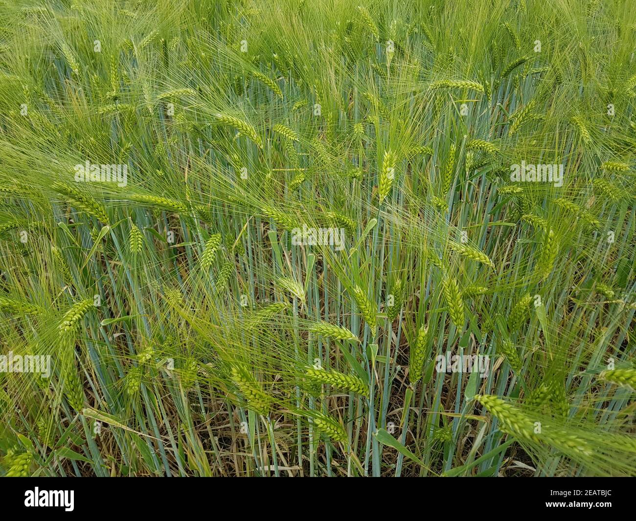 Triticale, Wintertriticale, Triticosecale, rimpauii Stock Photo - Alamy