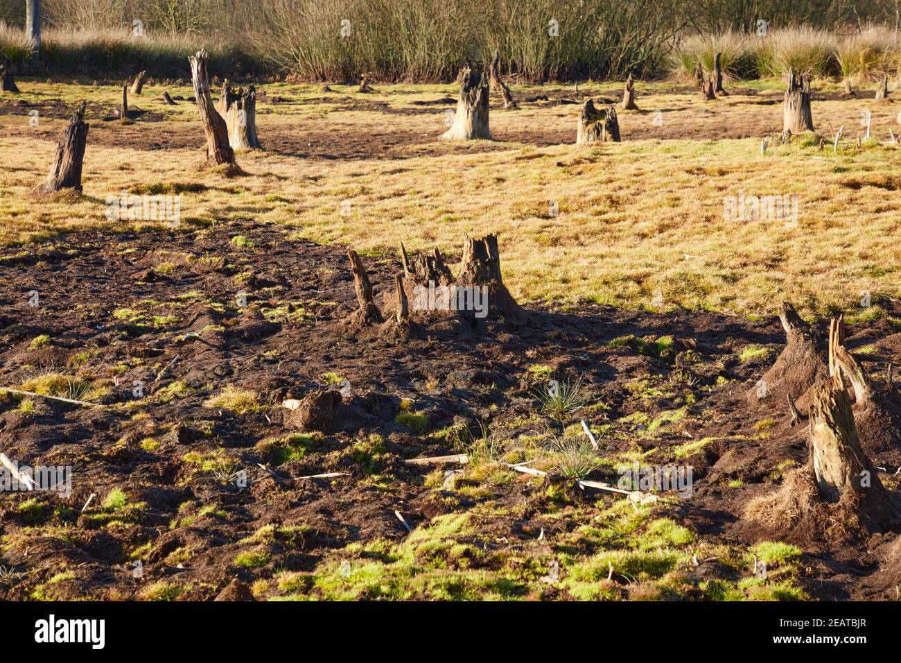 Raised tree stump hi-res stock photography and images - Alamy