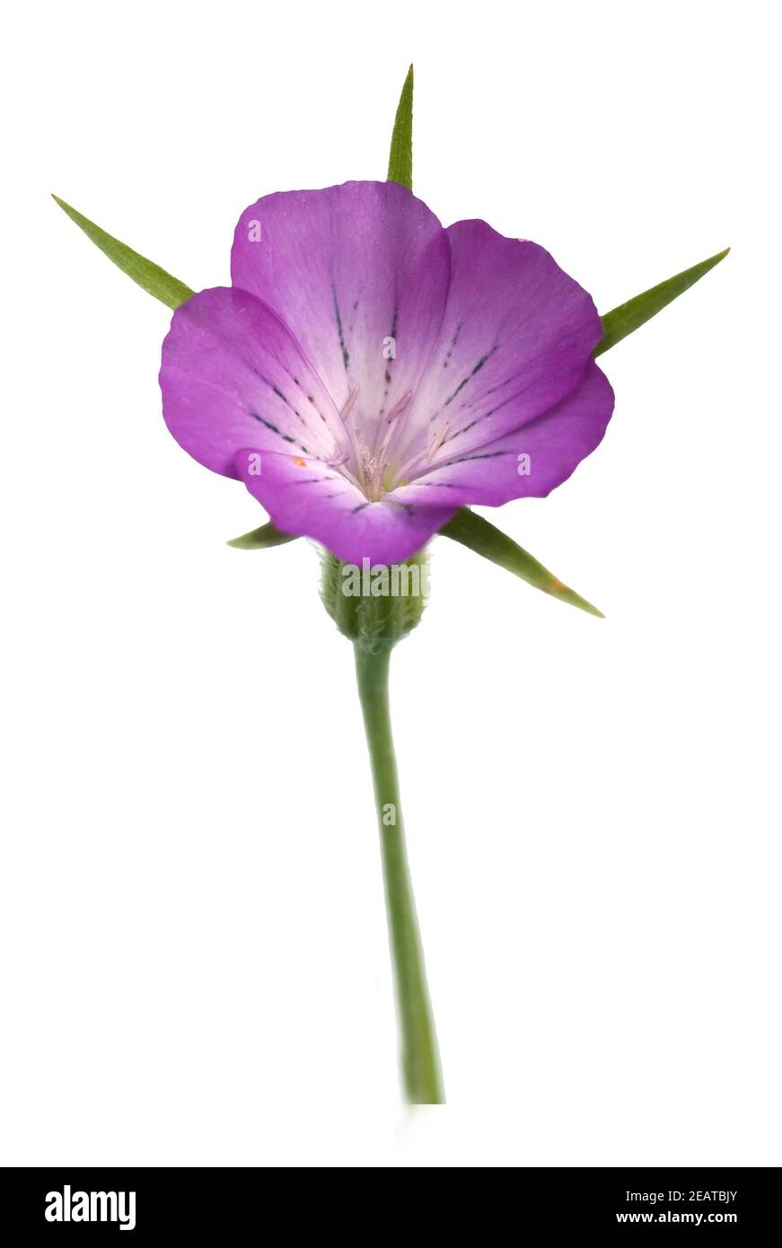Agrostemma white hi-res stock photography and images - Alamy
