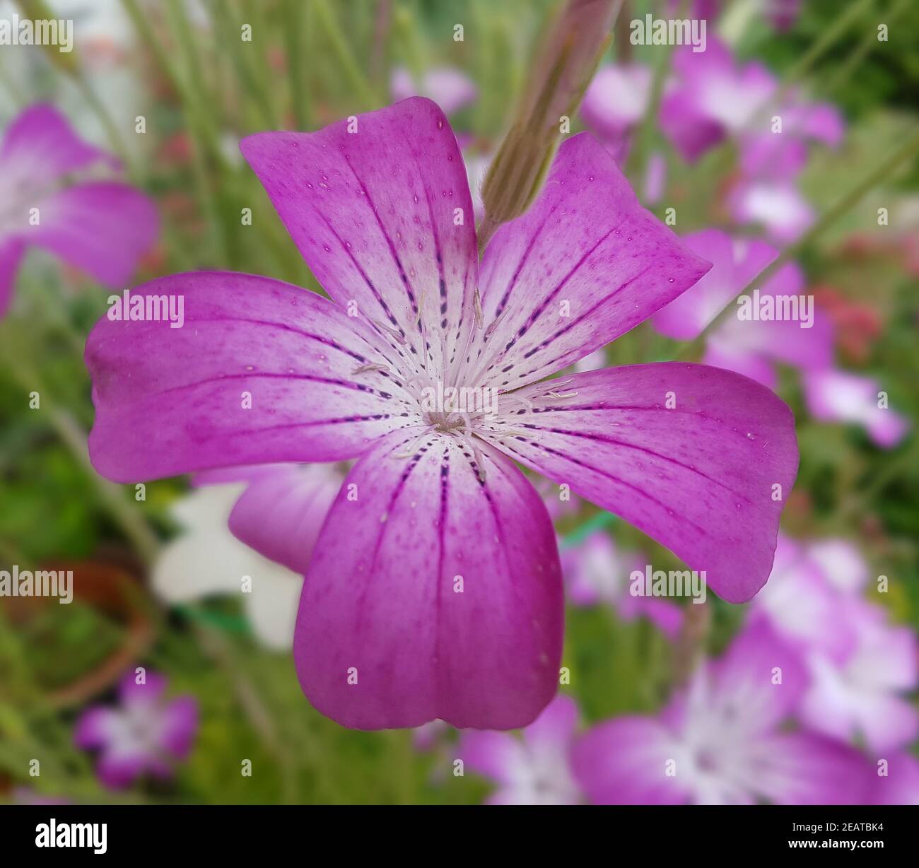 Kornrade Agrostemma, githago Stock Photo - Alamy