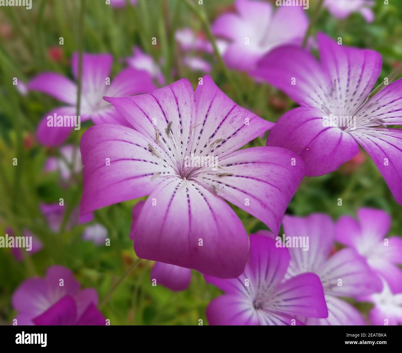 Kornrade Agrostemma, githago Stock Photo - Alamy