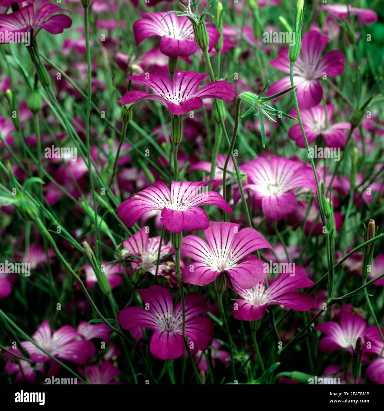 Kornrade Agrostemma githago Stock Photo - Alamy