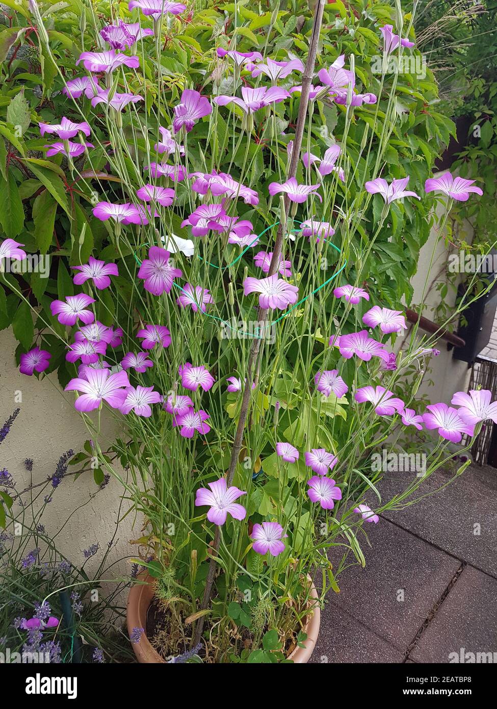 Kornrade Agrostemma, githago Unkraut, Heilpflanze Stock Photo - Alamy