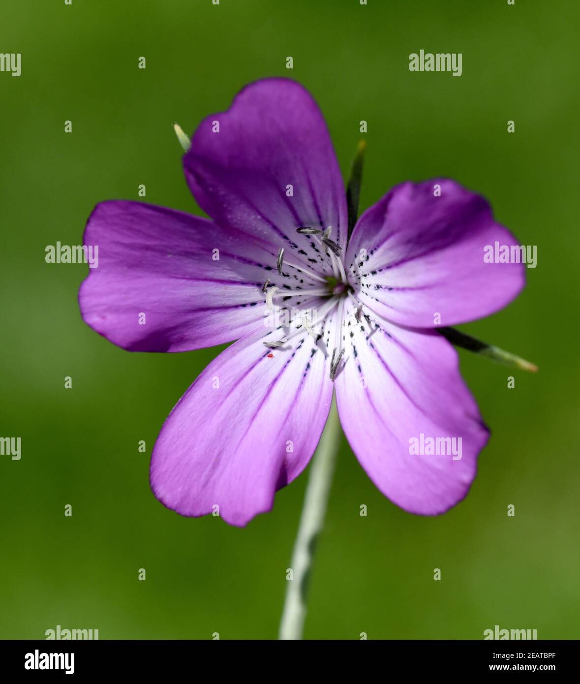 Kornrade, Agrostemma, githago Stock Photo - Alamy