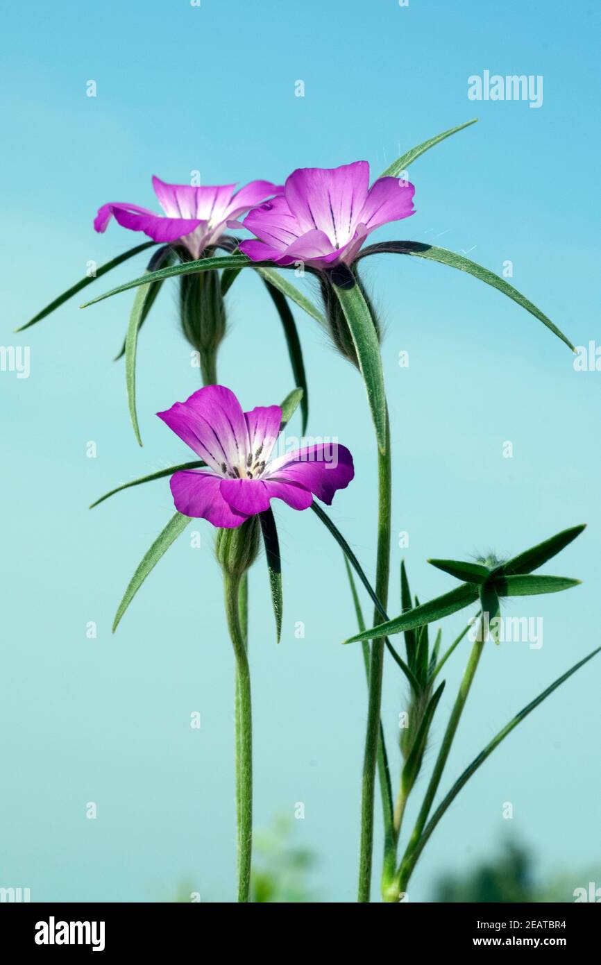 Agrostemma wildflowers hi-res stock photography and images - Alamy