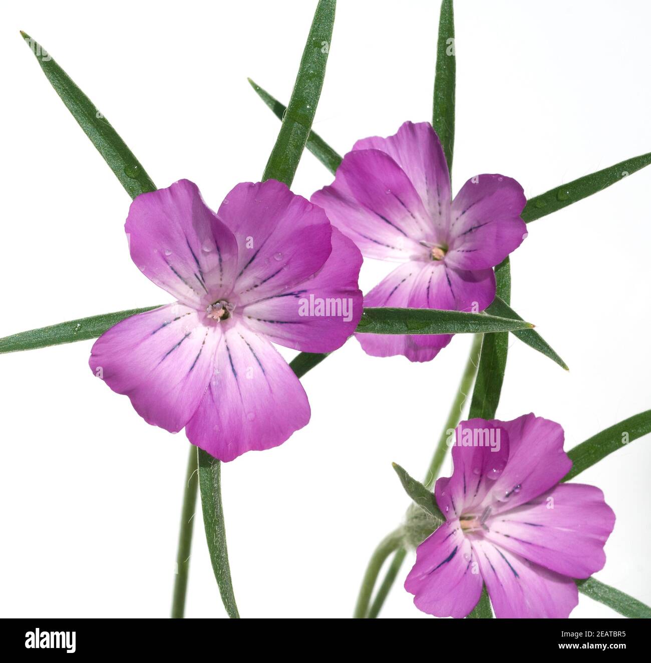 Agrostemma white hi-res stock photography and images - Alamy