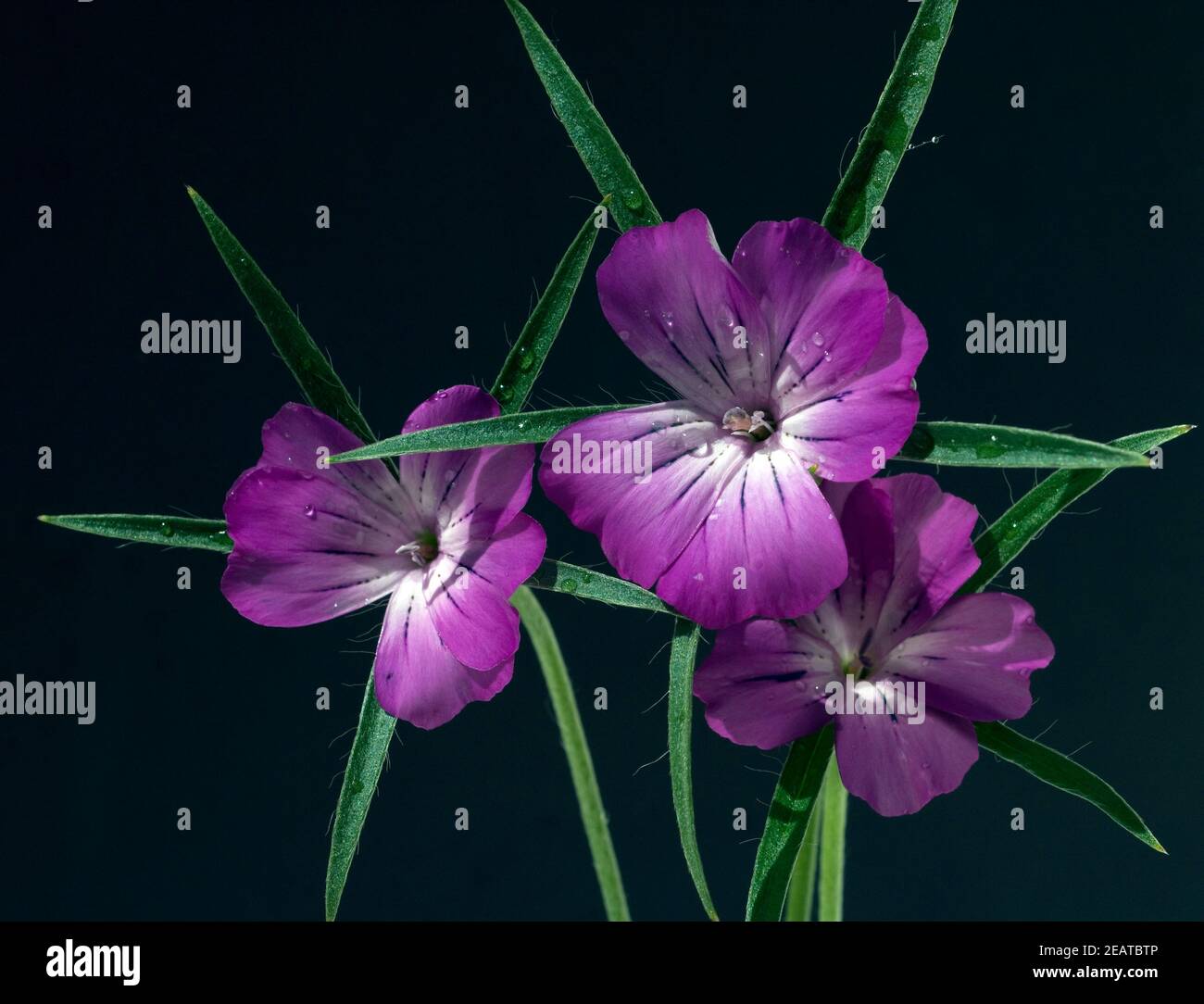 Kornrade; Agrostemma, githago Stock Photo - Alamy